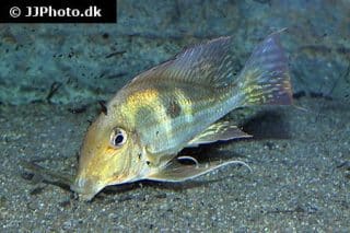 9 Types Of Geophagus (With Pictures) - AquariumStoreDepot
