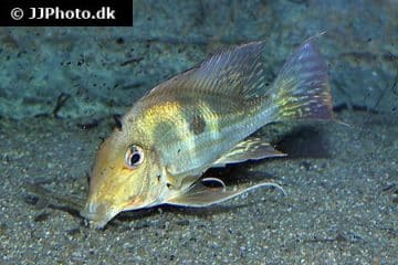 9 Types Of Geophagus (With Pictures) - AquariumStoreDepot