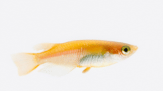 All About Japanese Rice Fish - Care, Breeding, and Diet ...