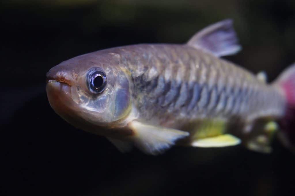 Pink-Tailed Chalceus Care Guide: Tank Setup, Diet, Tank Mates & More ...