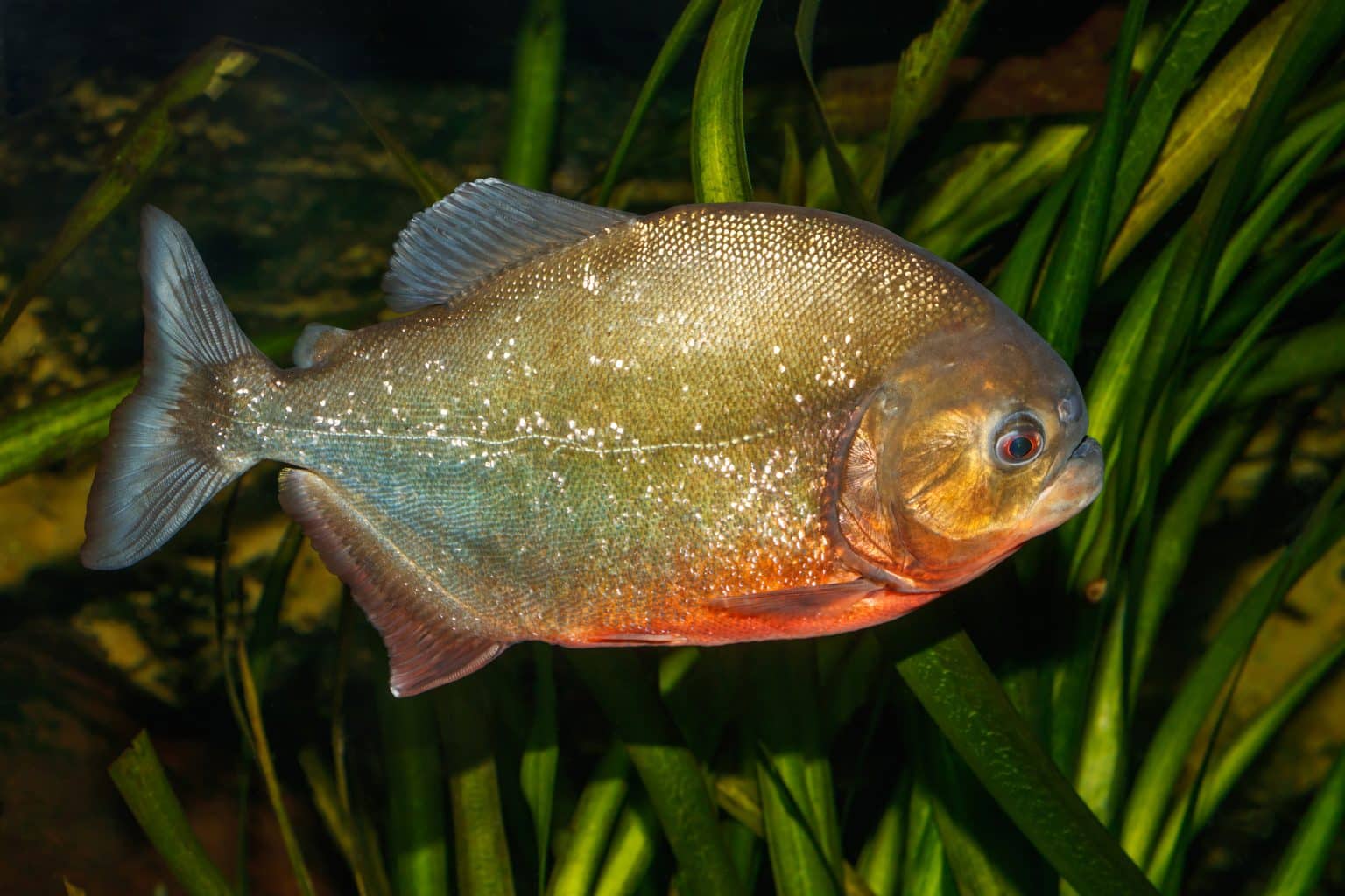 Red-Bellied Piranha Care Guide: The Fish Everyone Gets Wrong ...