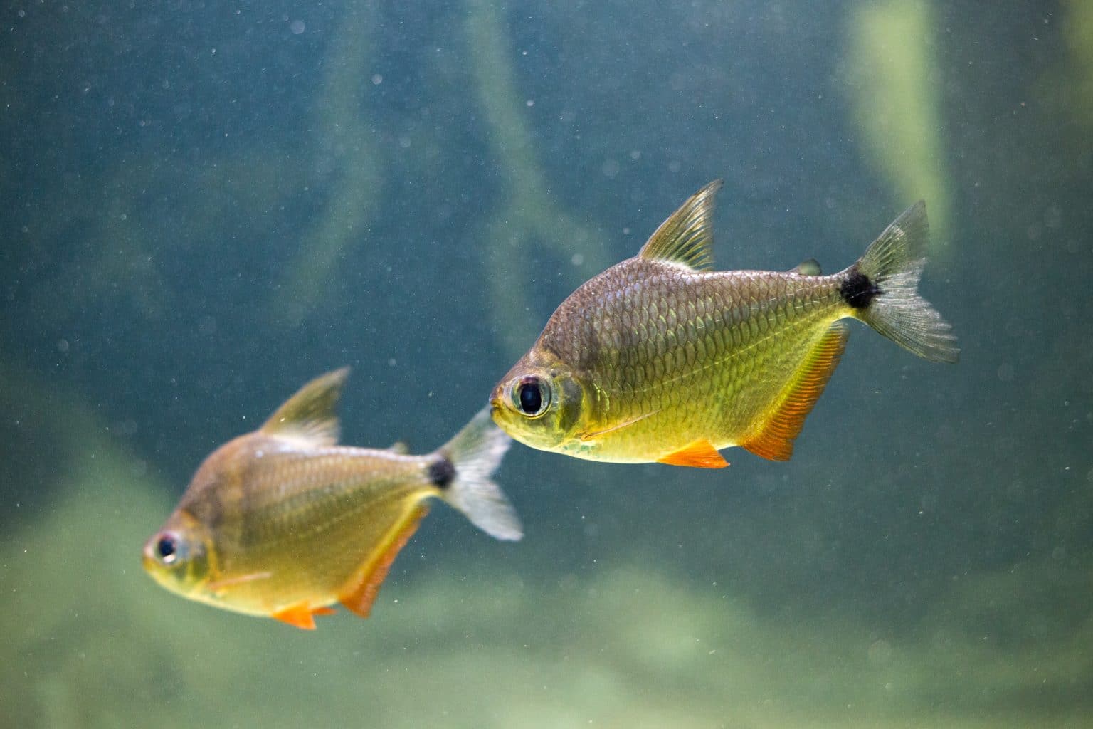 Silver Tetra Care Guide: Tank Setup, Diet, Tank Mates, and More ...
