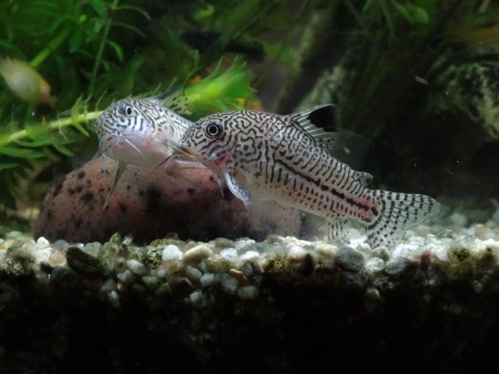 Three-Line Cory Care Guide: The Fish Everyone Calls Julii ...
